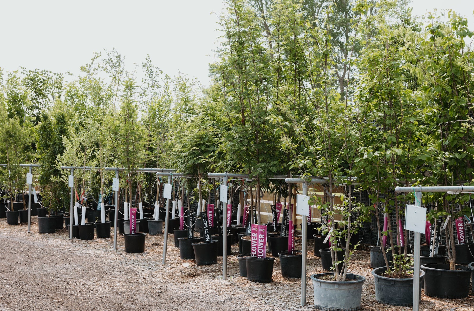 All Trees – van der Meer Garden Centre