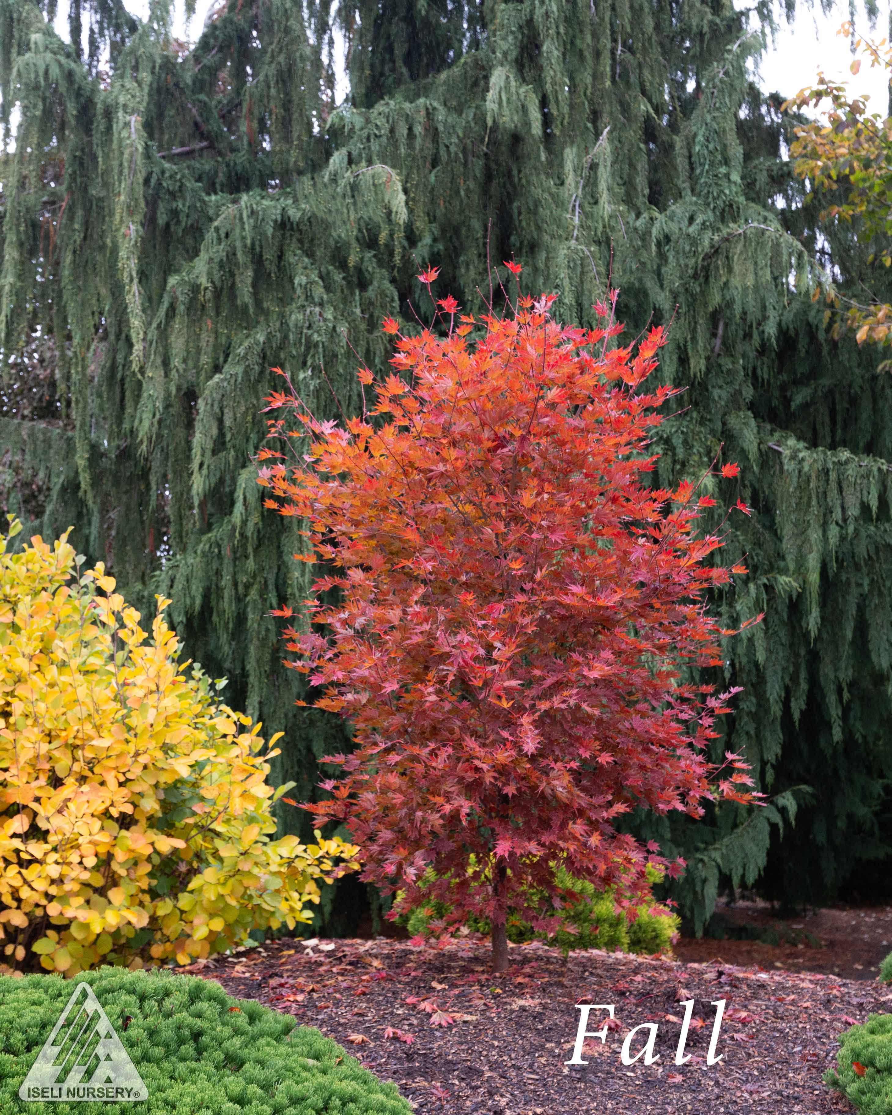 Acer 'Alpenglow' – van der Meer Garden Centre