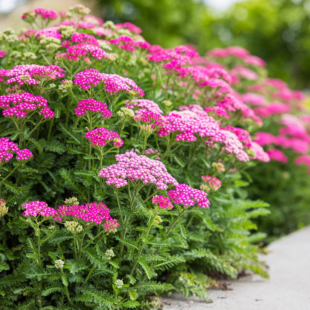 Achillea Yarrow 'Milly Rock Rose' – van der Meer Garden Centre