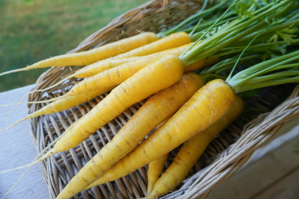 Gold Nugget Carrot – van der Meer Garden Centre