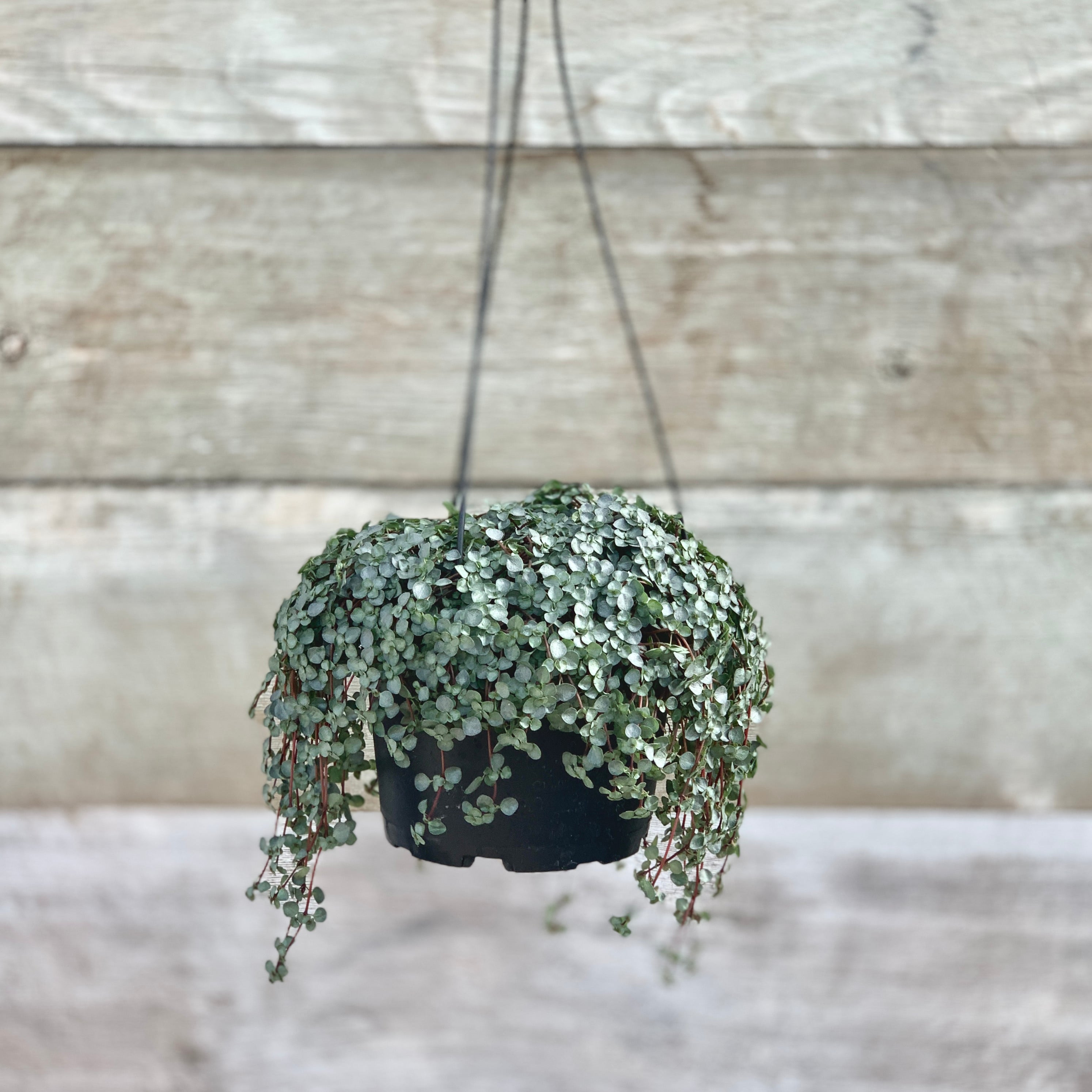 Pilea 'Baby Tears' Hanging Basket – van der Meer Garden Centre