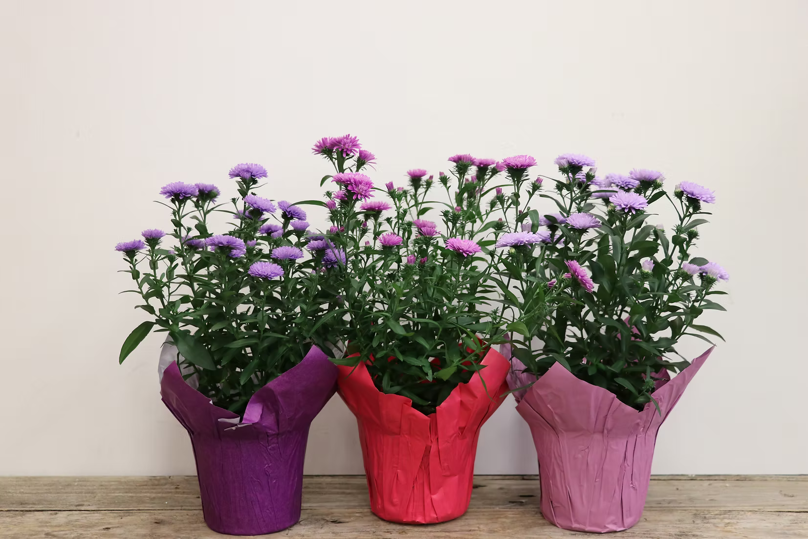 Potted Aster – van der Meer Garden Centre